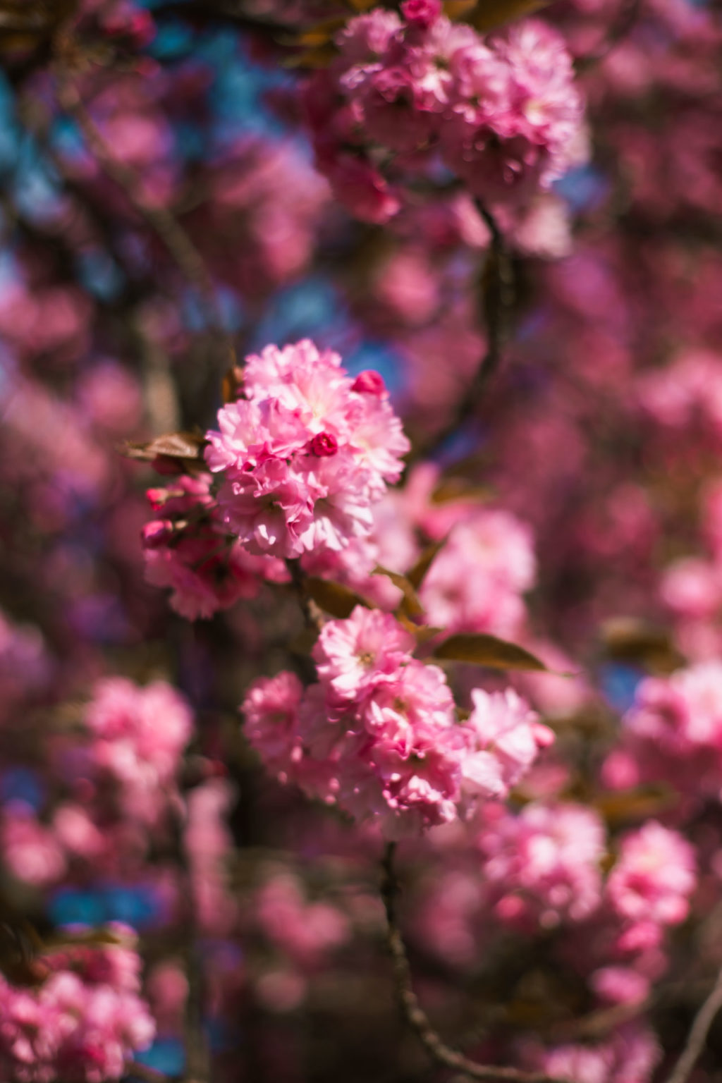 Come fare foto primaverili: ispirazioni per immagini di primavera ...